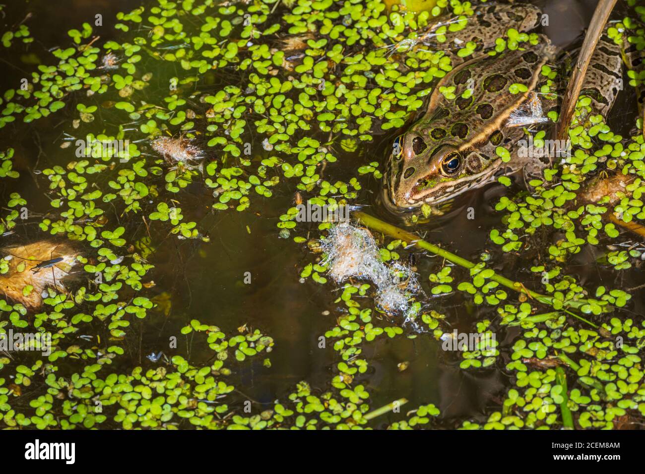 American water frogs hi-res stock photography and images - Alamy
