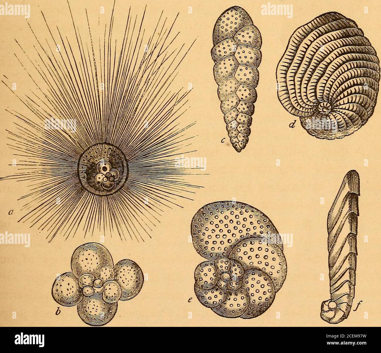 . Ocean wonders: a companion for the seaside. en kinds of marine ...