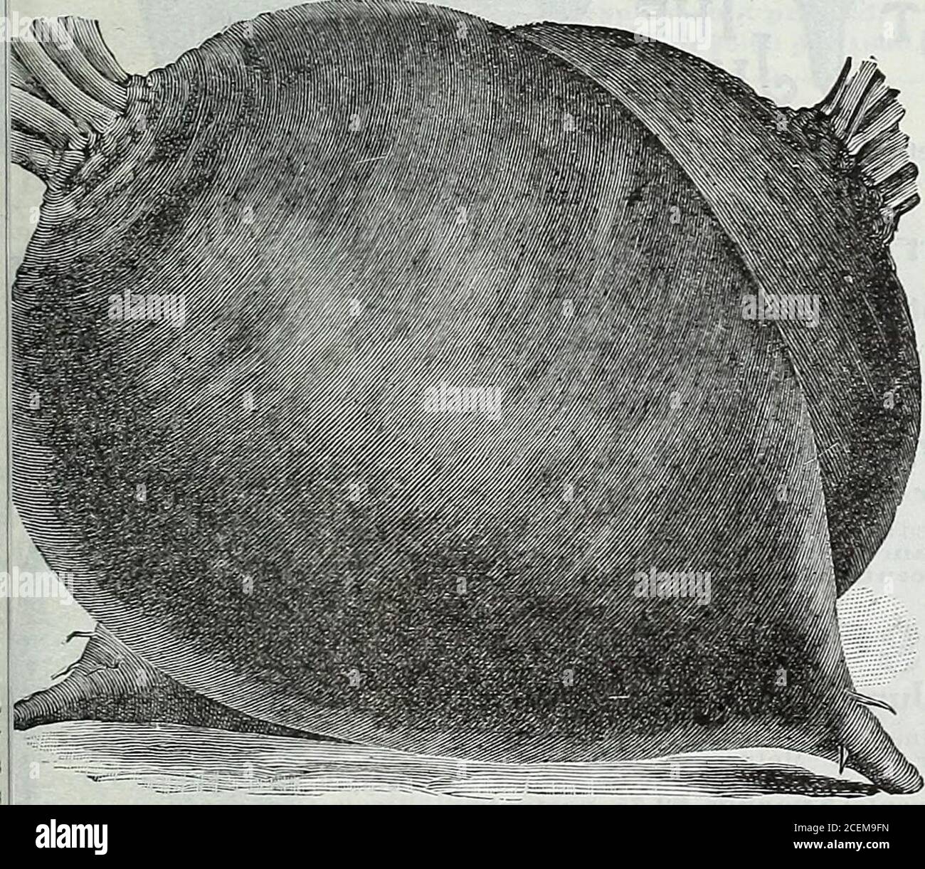 Globular root hi-res stock photography and images - Alamy