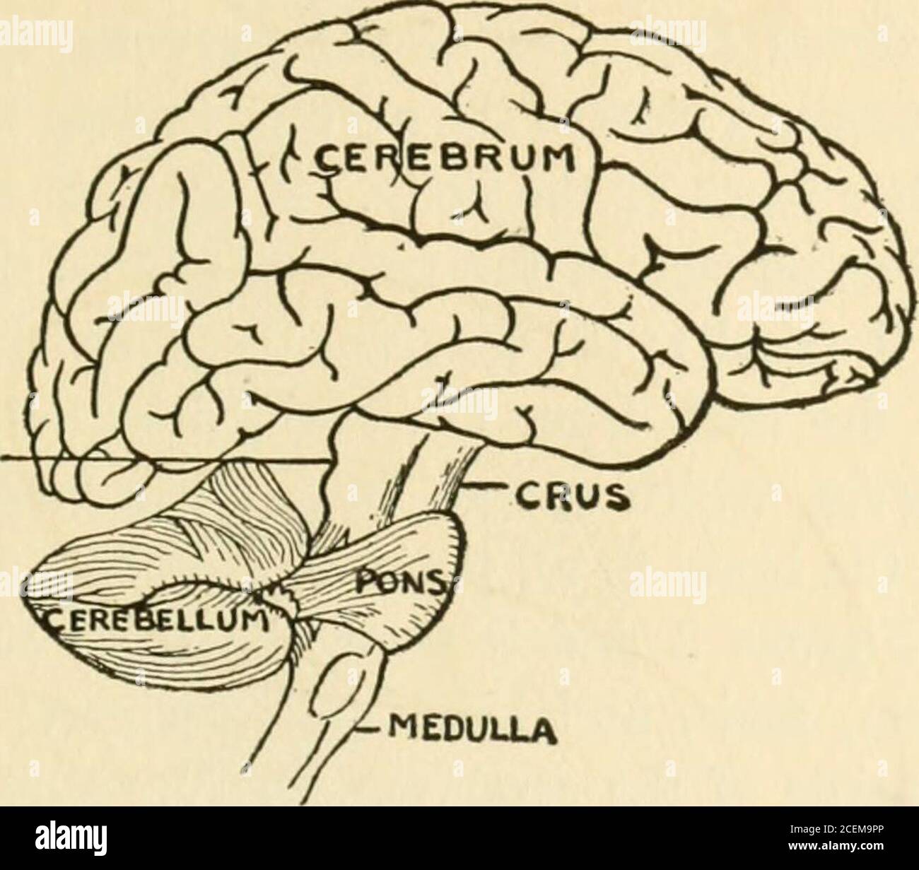 . Psychology and the school. |MlD .^*^ 1 •Fore Brain — ^Brain J-Hino ...