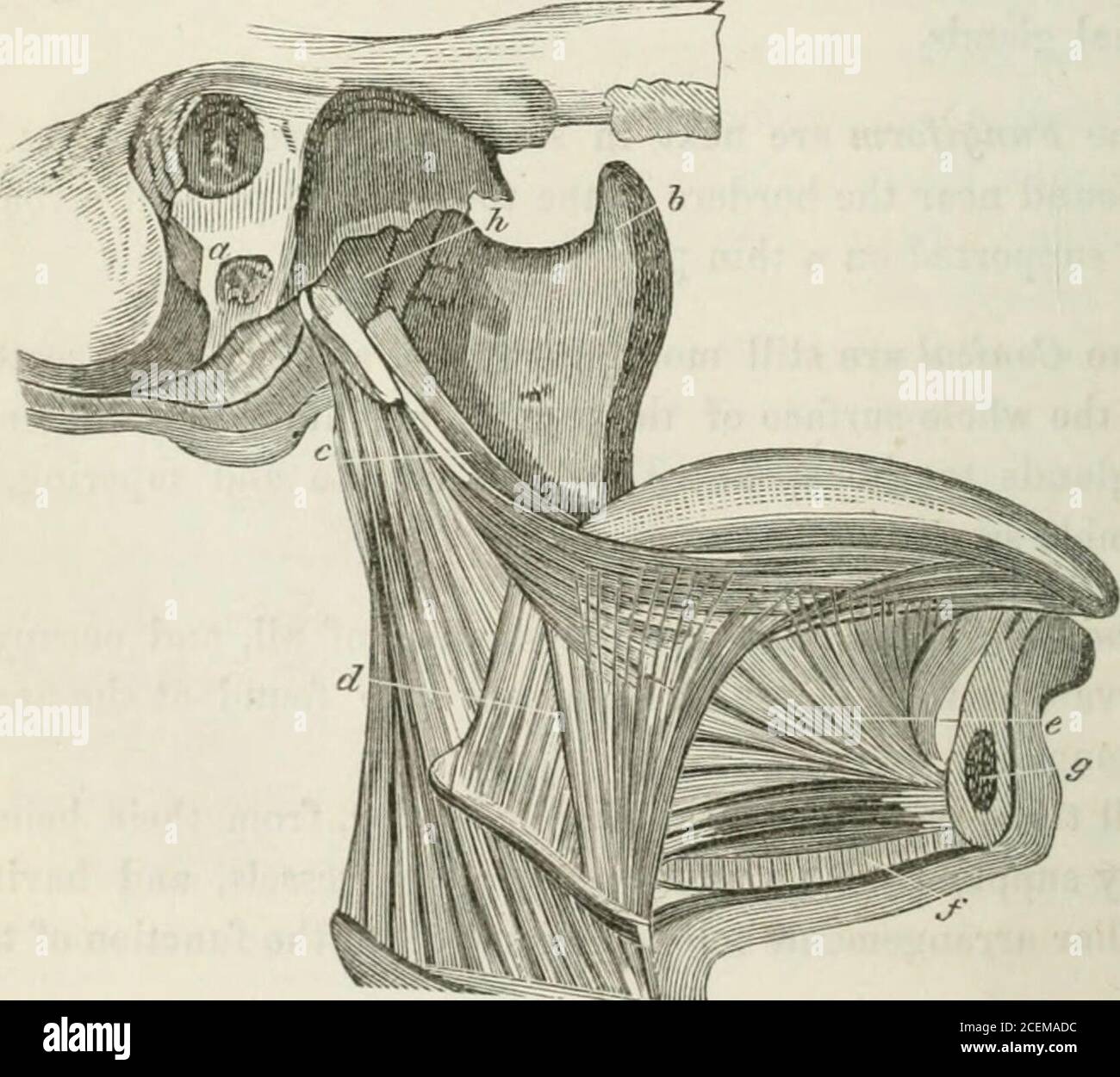 . The principles and practice of dental surgery. l these papillae ...