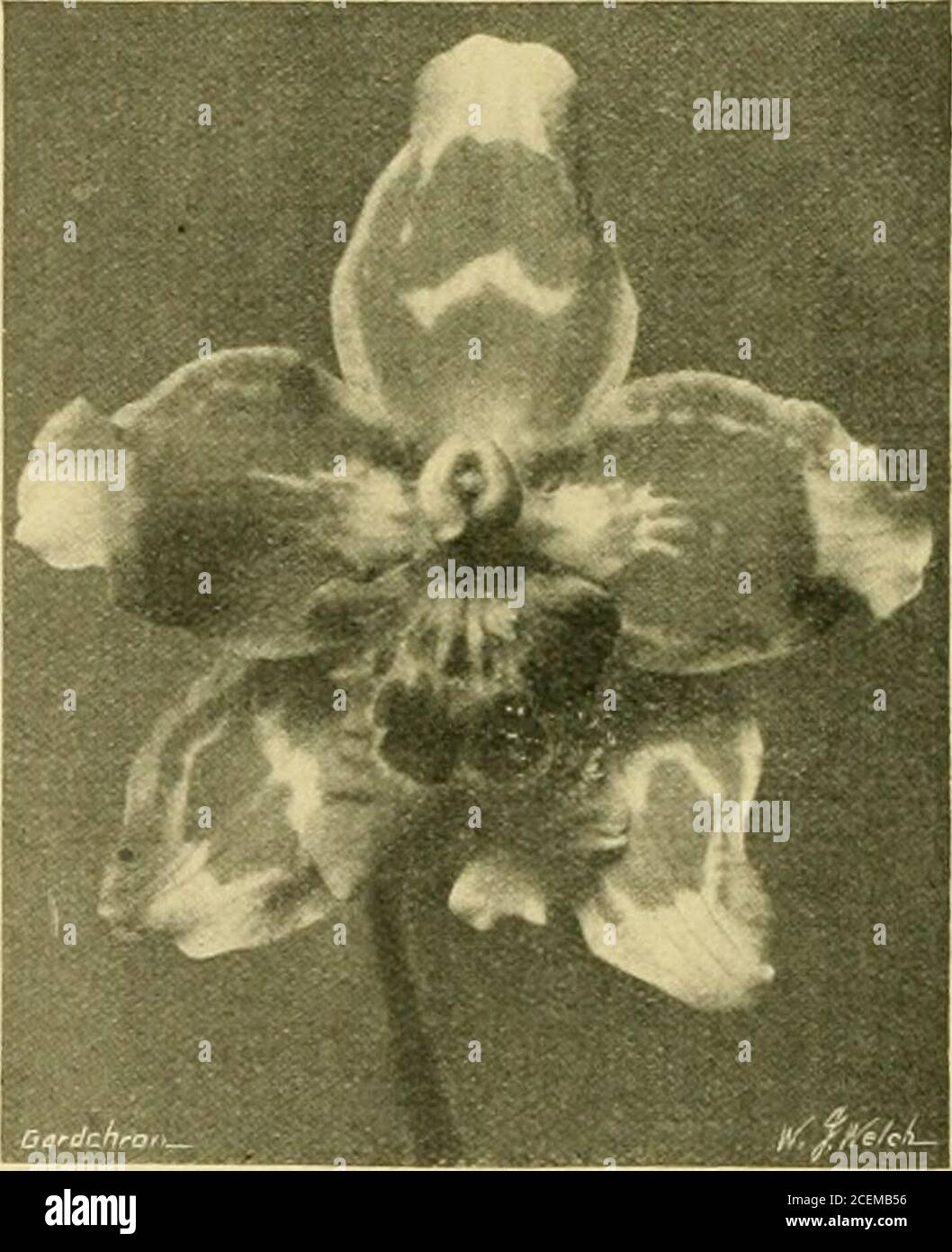 Calypso car hi-res stock photography and images - Alamy