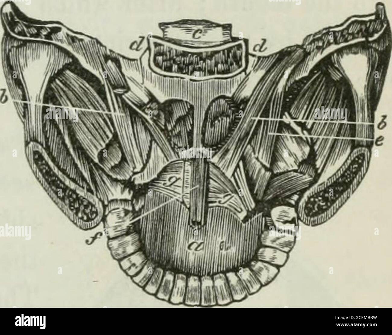 Posterior pillars hi-res stock photography and images - Alamy