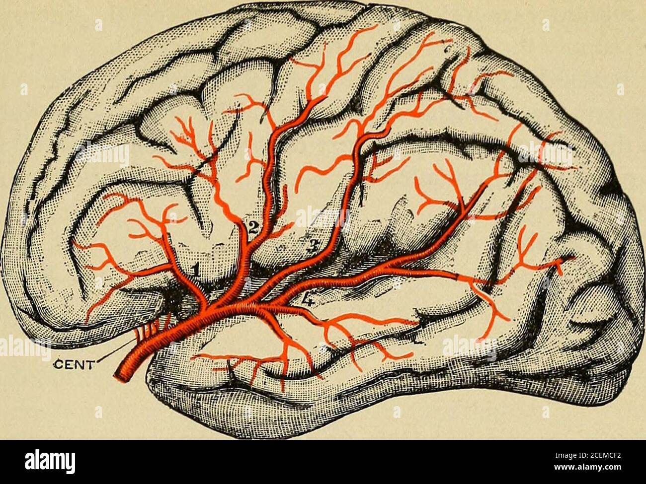 Left marginal artery hi-res stock photography and images - Alamy