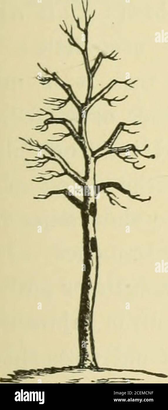 Propped tree branch hi-res stock photography and images - Alamy