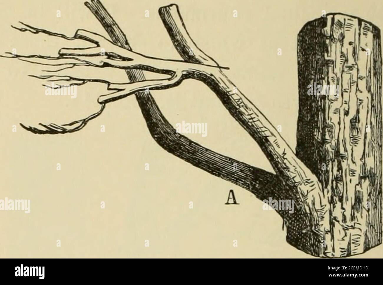 . A treatise on pruning forest and ornamental trees.. Fig. 24. — Double ...
