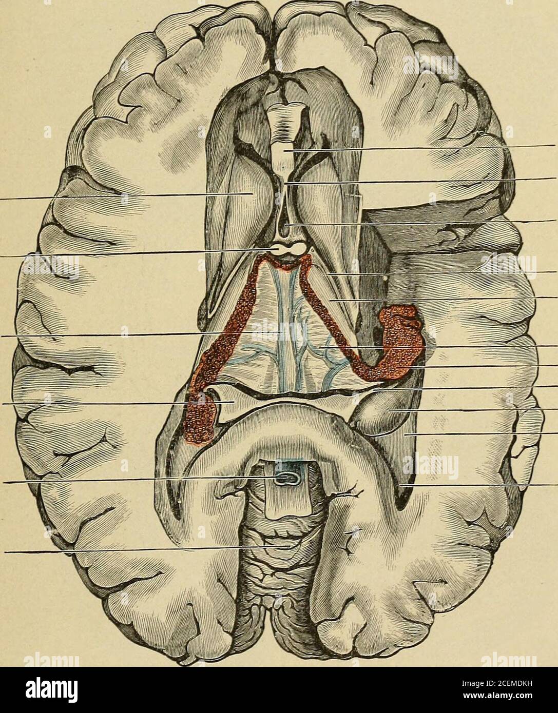 Corpus Callosum Parts