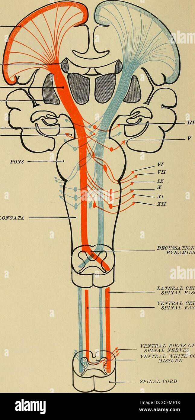 Cerebral peduncle hi-res stock photography and images - Alamy