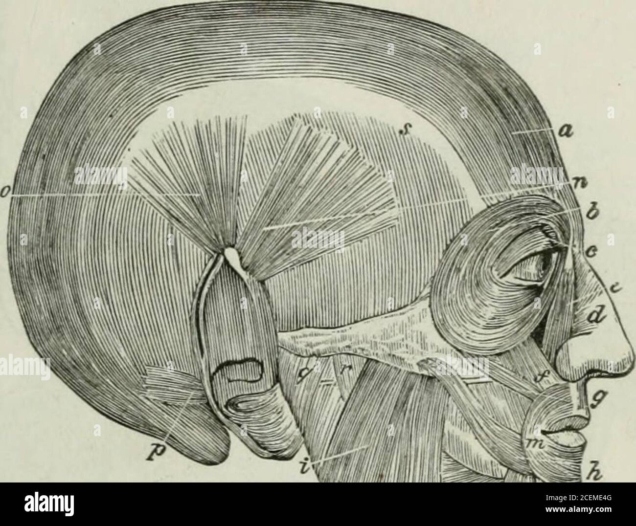 Fascia temporal hi-res stock photography and images - Alamy