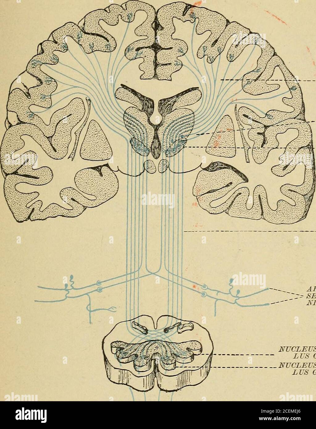 . Diseases of the nervous system : for the general practitioner and ...