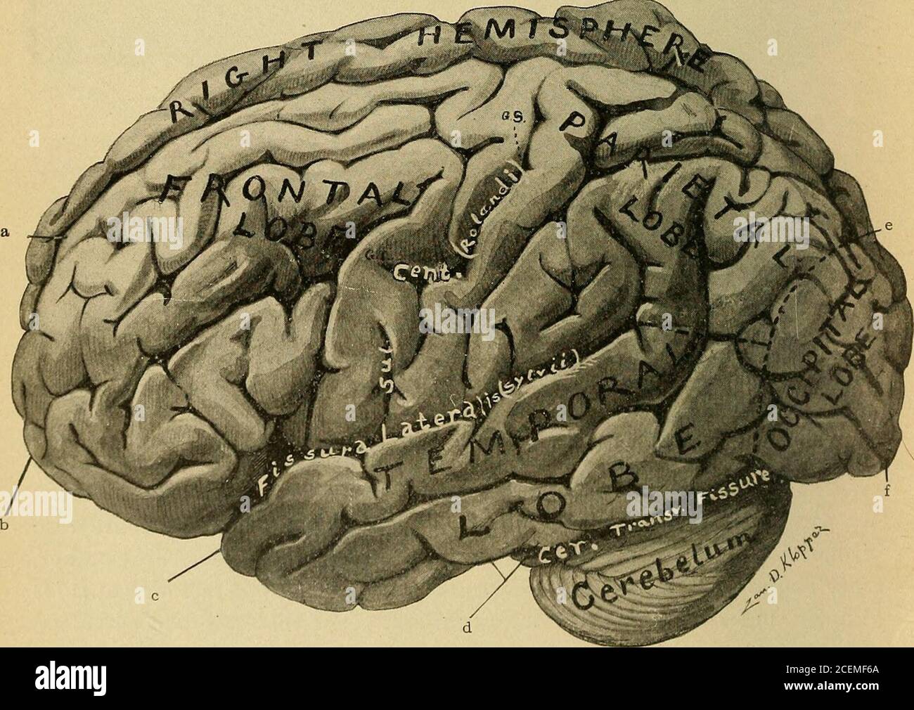Longitudinal Cerebral Fissure