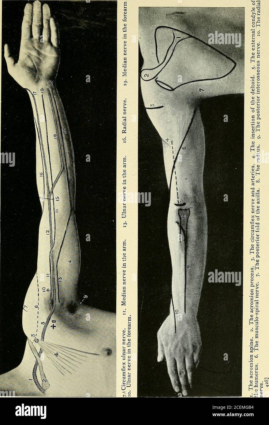 Anterior crural nerve hi-res stock photography and images - Alamy