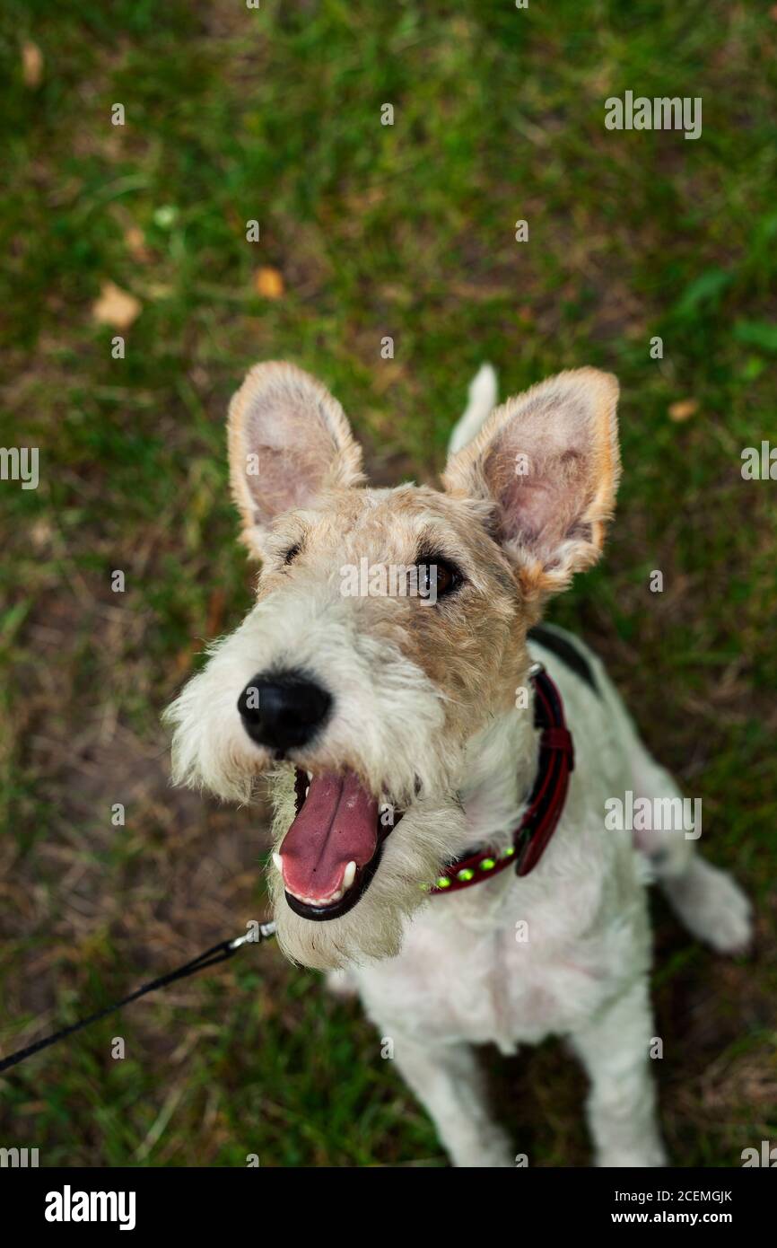 Curly fox terrier hi-res stock photography and images - Alamy