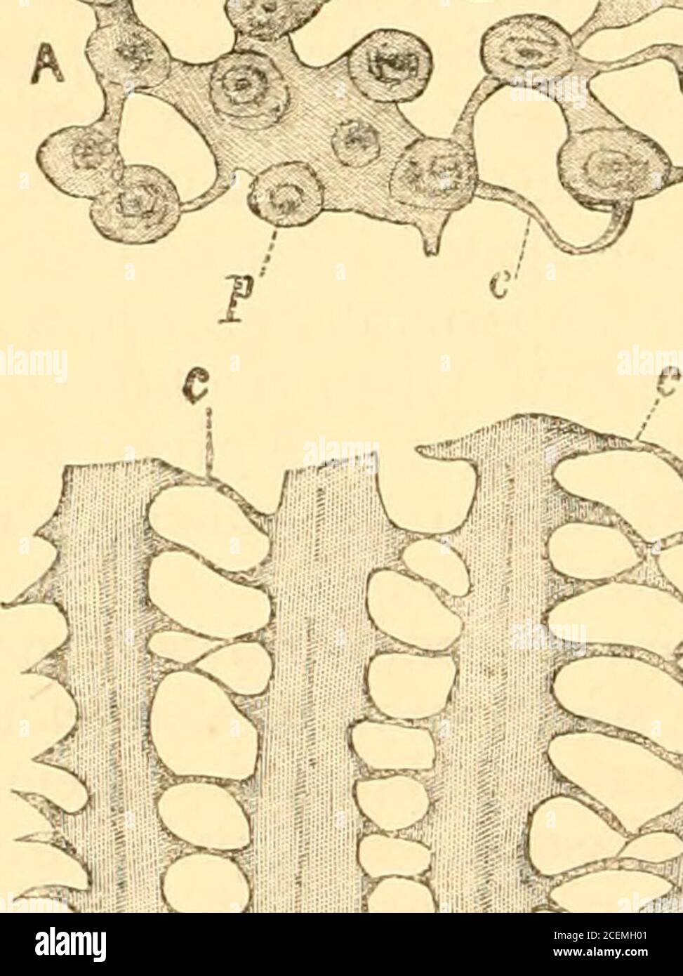 Stromatoporoids hi-res stock photography and images - Alamy