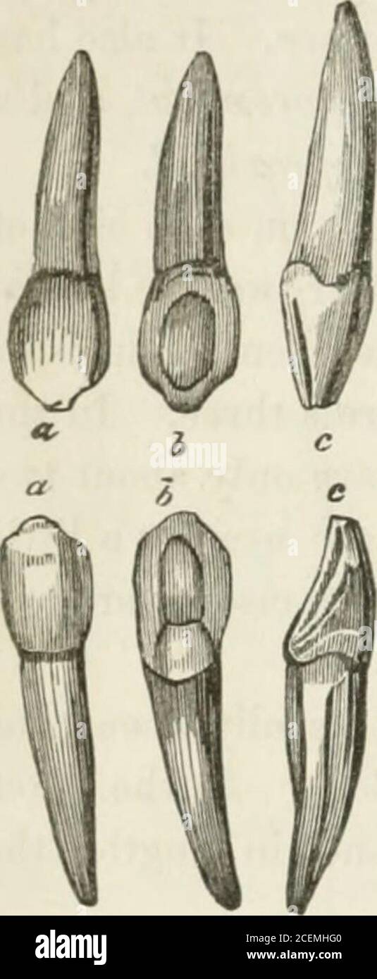 . The principles and practice of dental surgery. e longest; like the ...