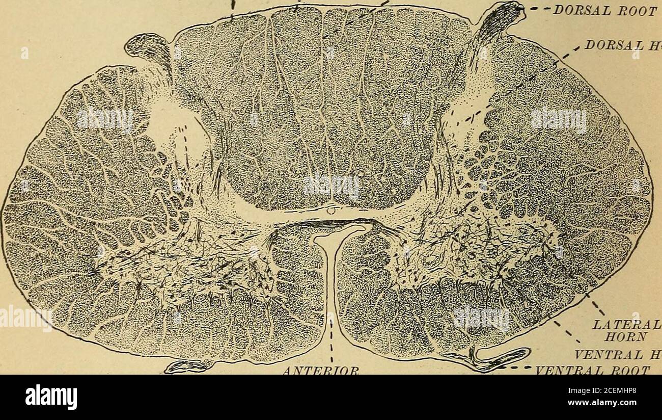 . Diseases of the nervous system : for the general practitioner and ...
