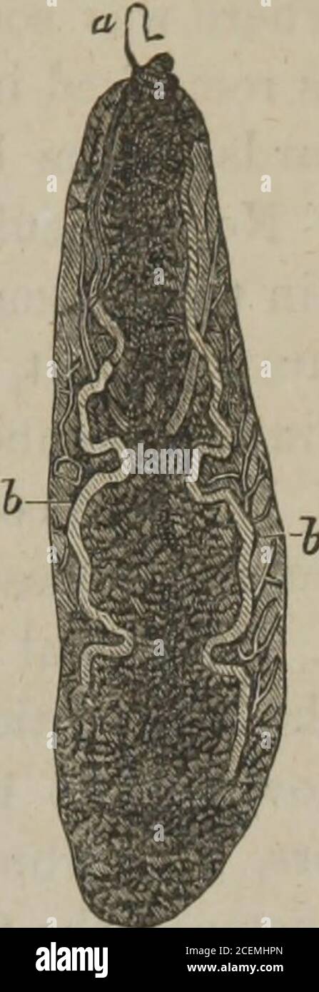 Liver fluke human hi-res stock photography and images - Alamy