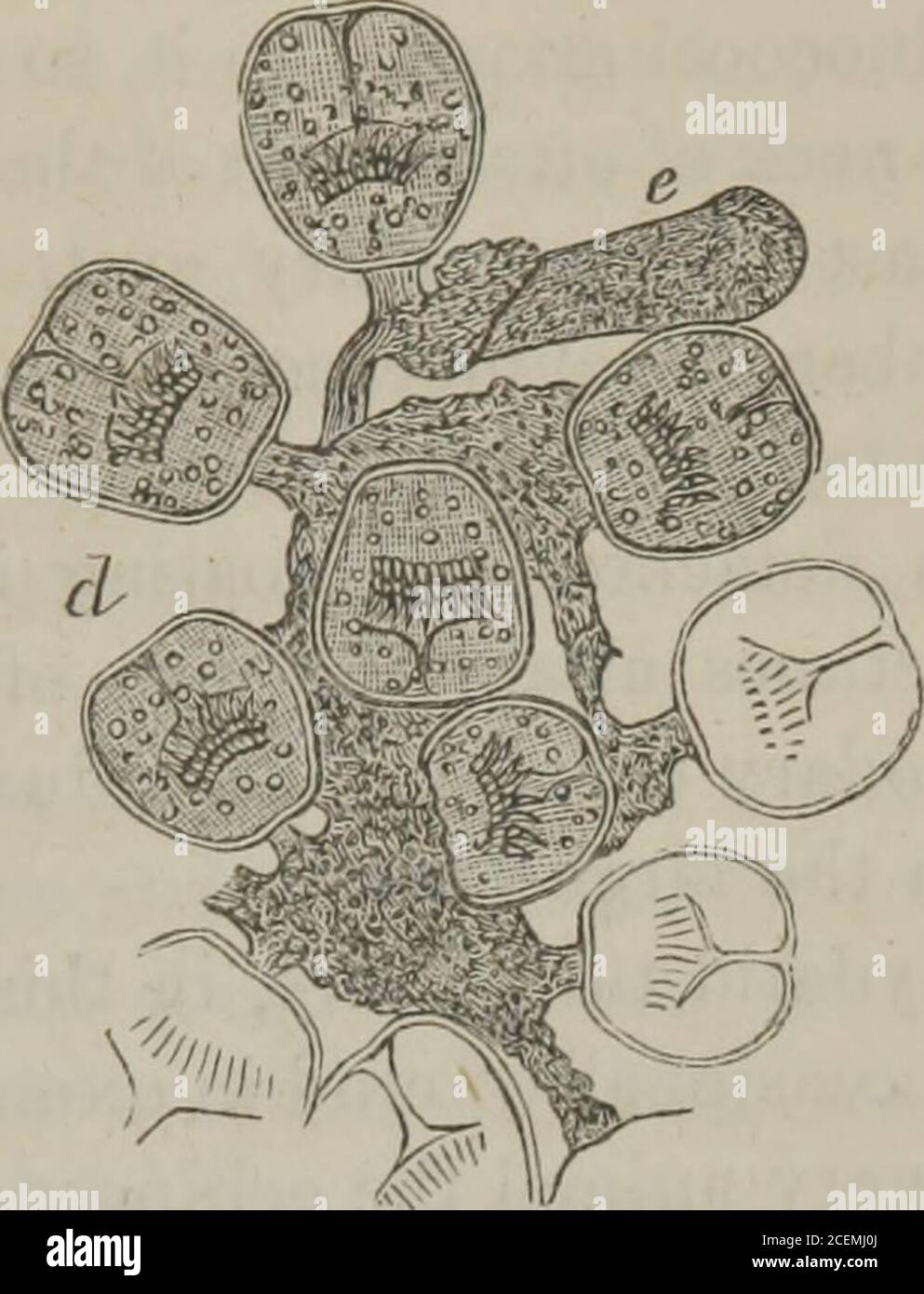 Endocyst hi-res stock photography and images - Alamy
