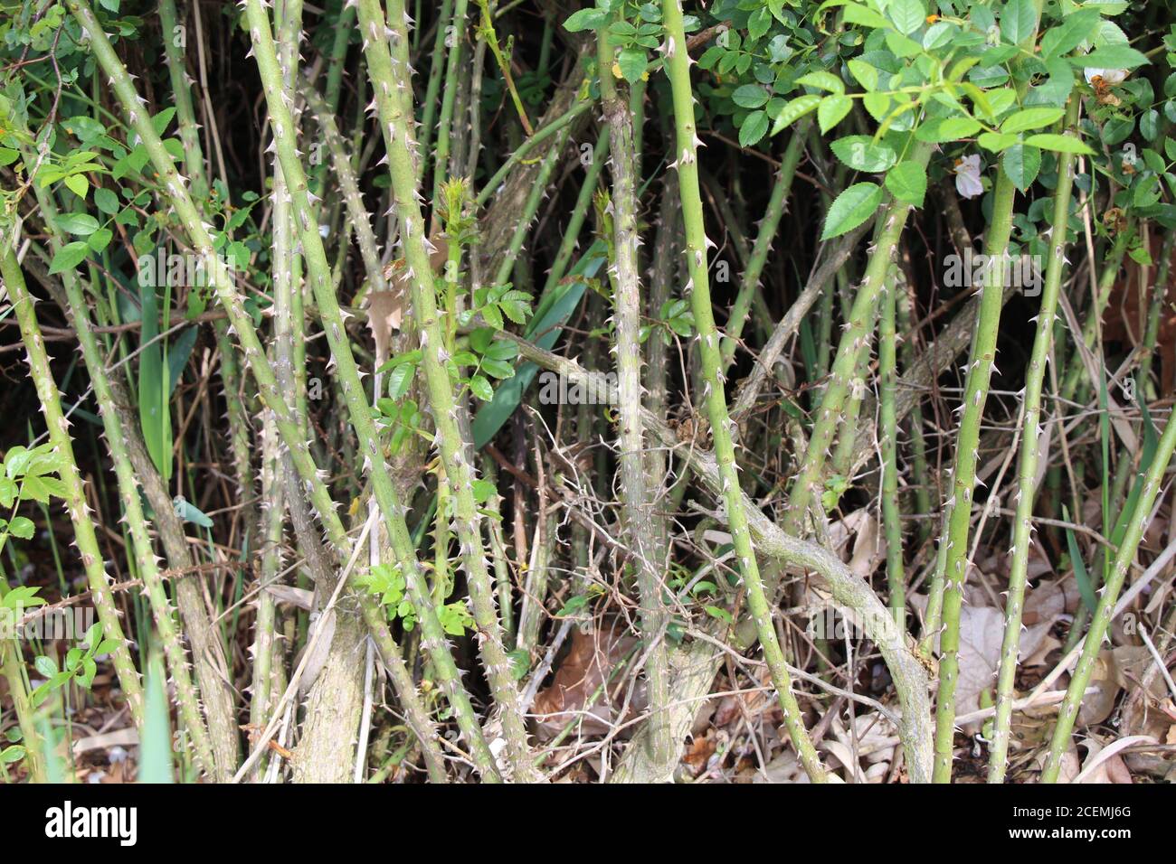 Rose bushes - rose wood has such dangerous thorns on them, with sharp ...