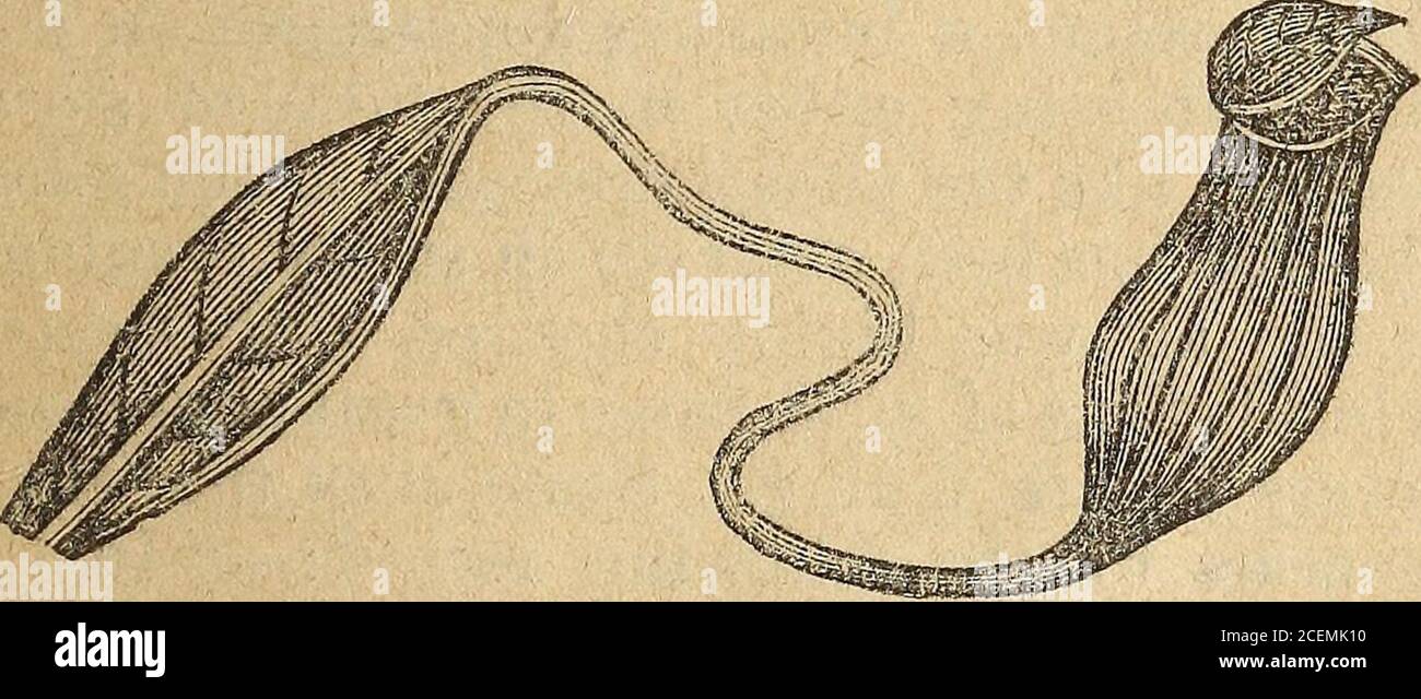 Shea nut tree hi-res stock photography and images - Alamy