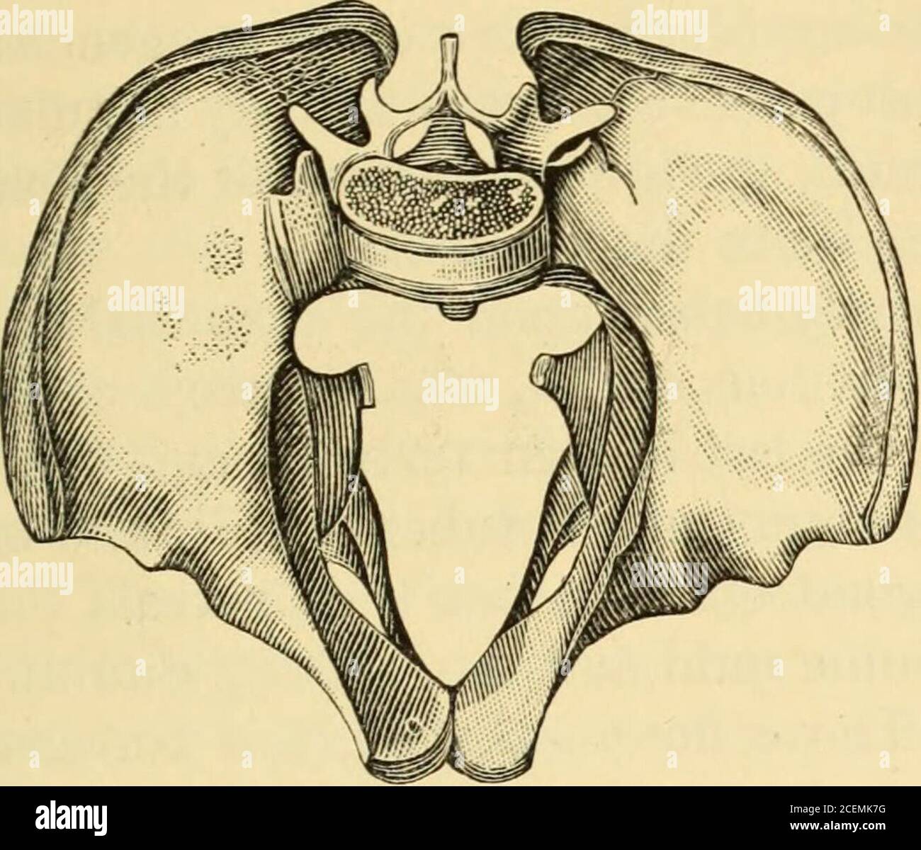. The science and art of midwifery. of the uncon-tracted side. IV ...