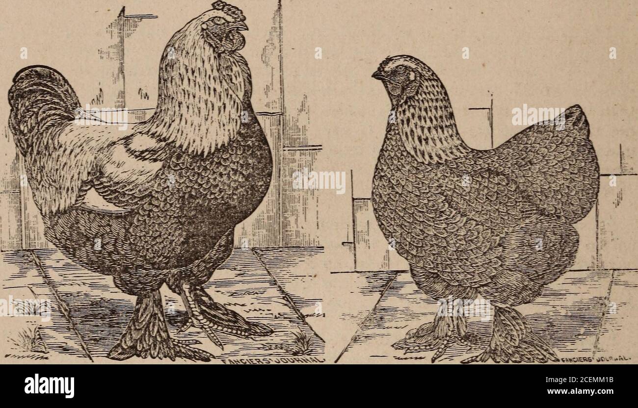 Dark brahma breed hi-res stock photography and images - Alamy
