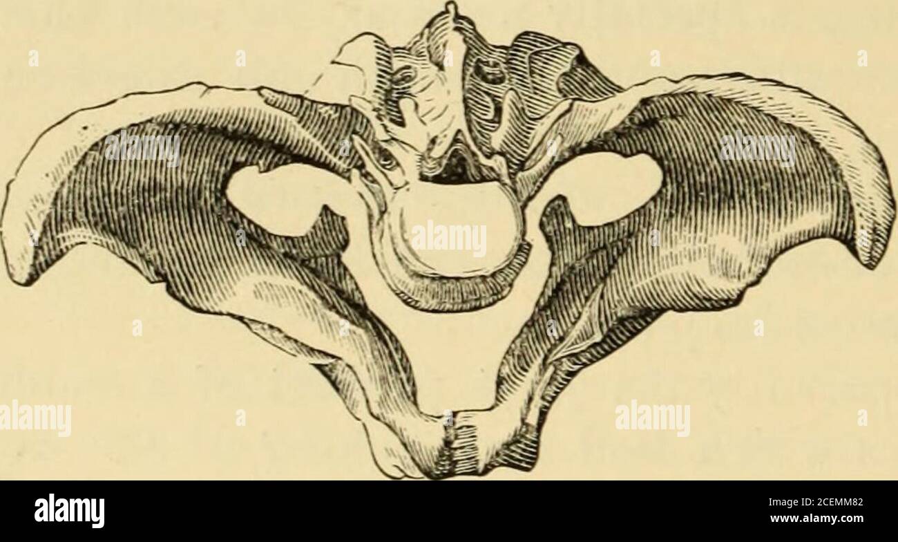 . The science and art of midwifery. casethe pelvis, provided the path ...