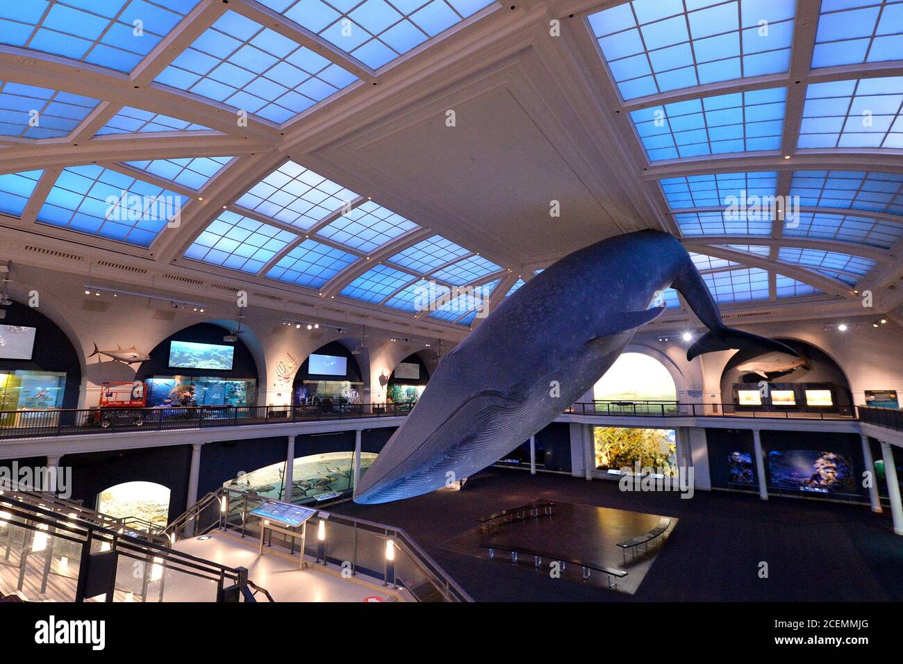 New York City, USA. 01st Sep, 2020. A model of a blue whale, measuring ...