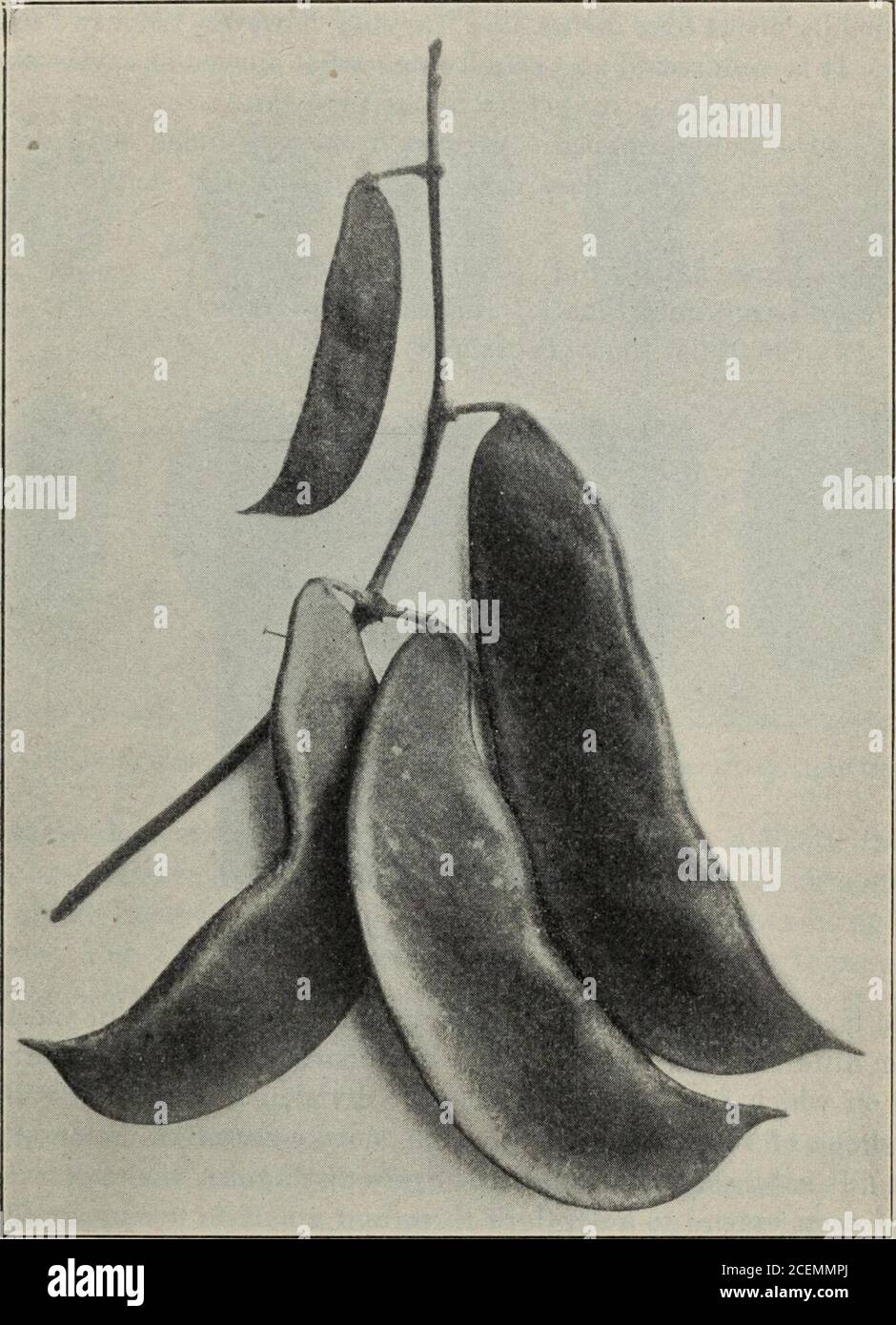 . The production of the lima bean : the need and possibility of its ...