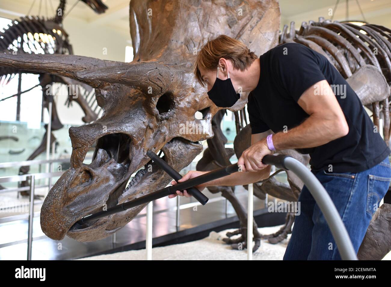 Three horned dinosaur triceratops hi-res stock photography and images ...