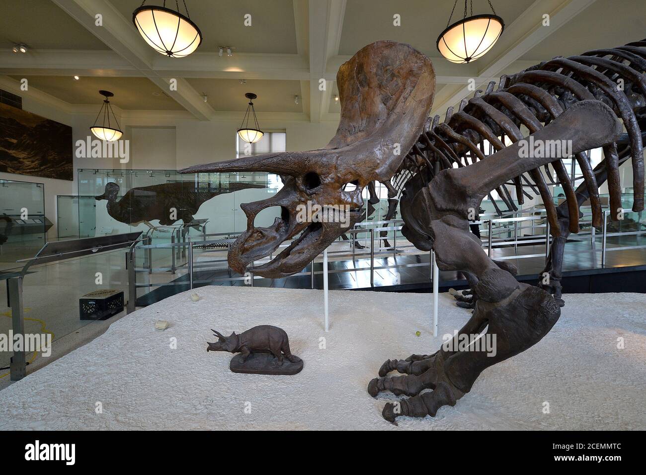 Three horned dinosaur triceratops hi-res stock photography and images ...