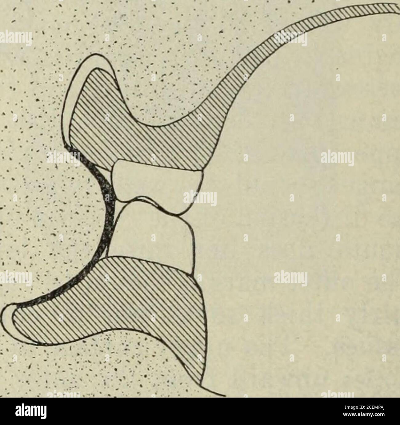 Sloping Teeth High Resolution Stock Photography and Images - Alamy