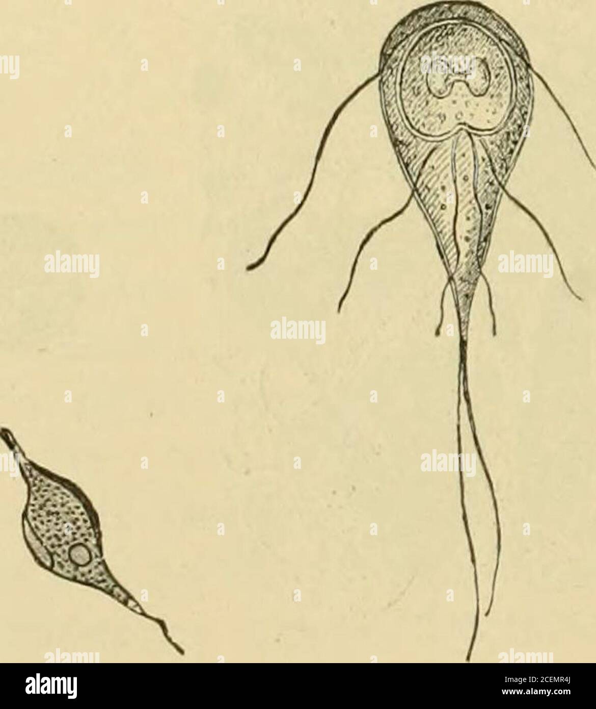 Cercomonas hi-res stock photography and images - Alamy