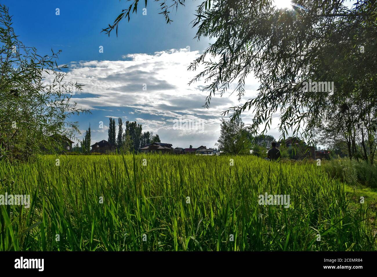 Kashmir, India. 01st Sep, 2020. A resident walks in the rice fields ...