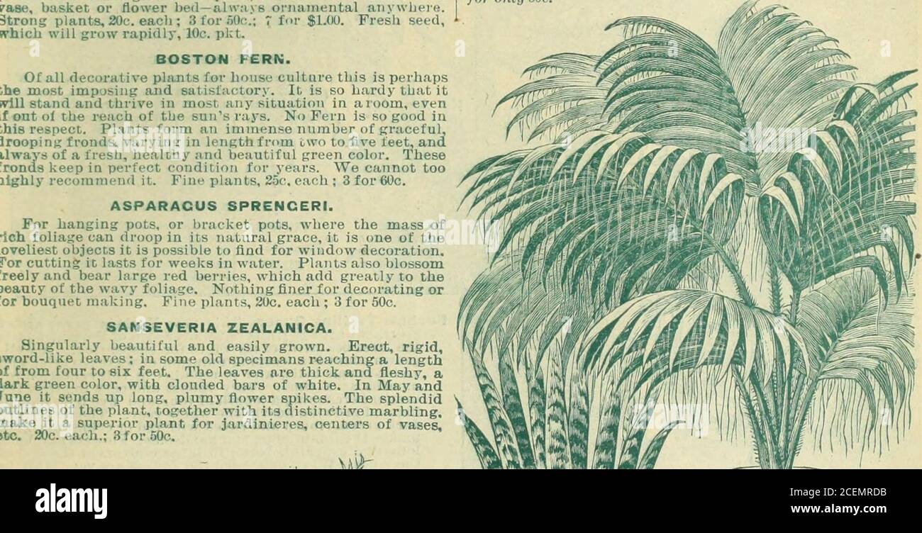 Long trailing stems hi-res stock photography and images - Alamy