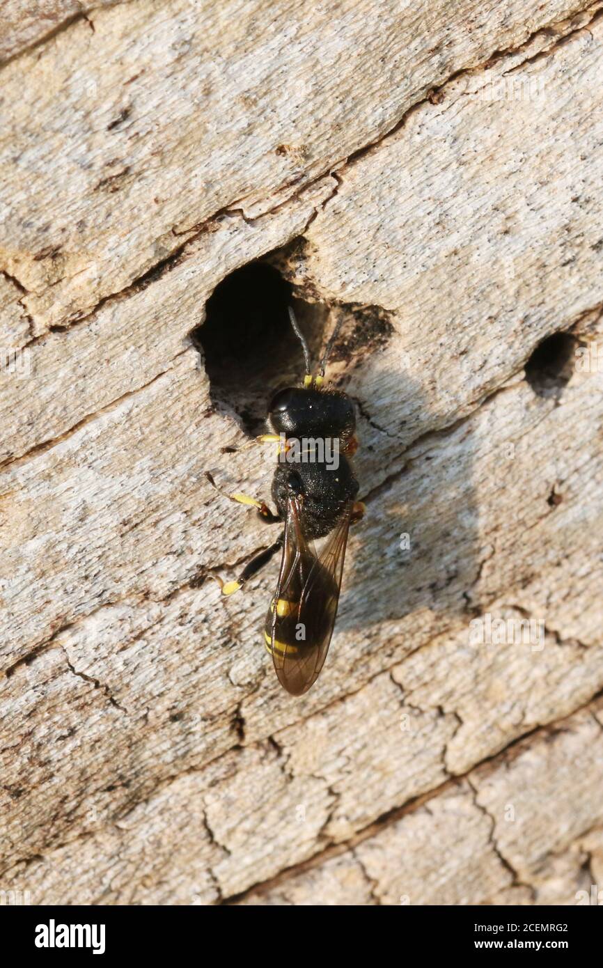 Scottish beastie hi-res stock photography and images - Alamy