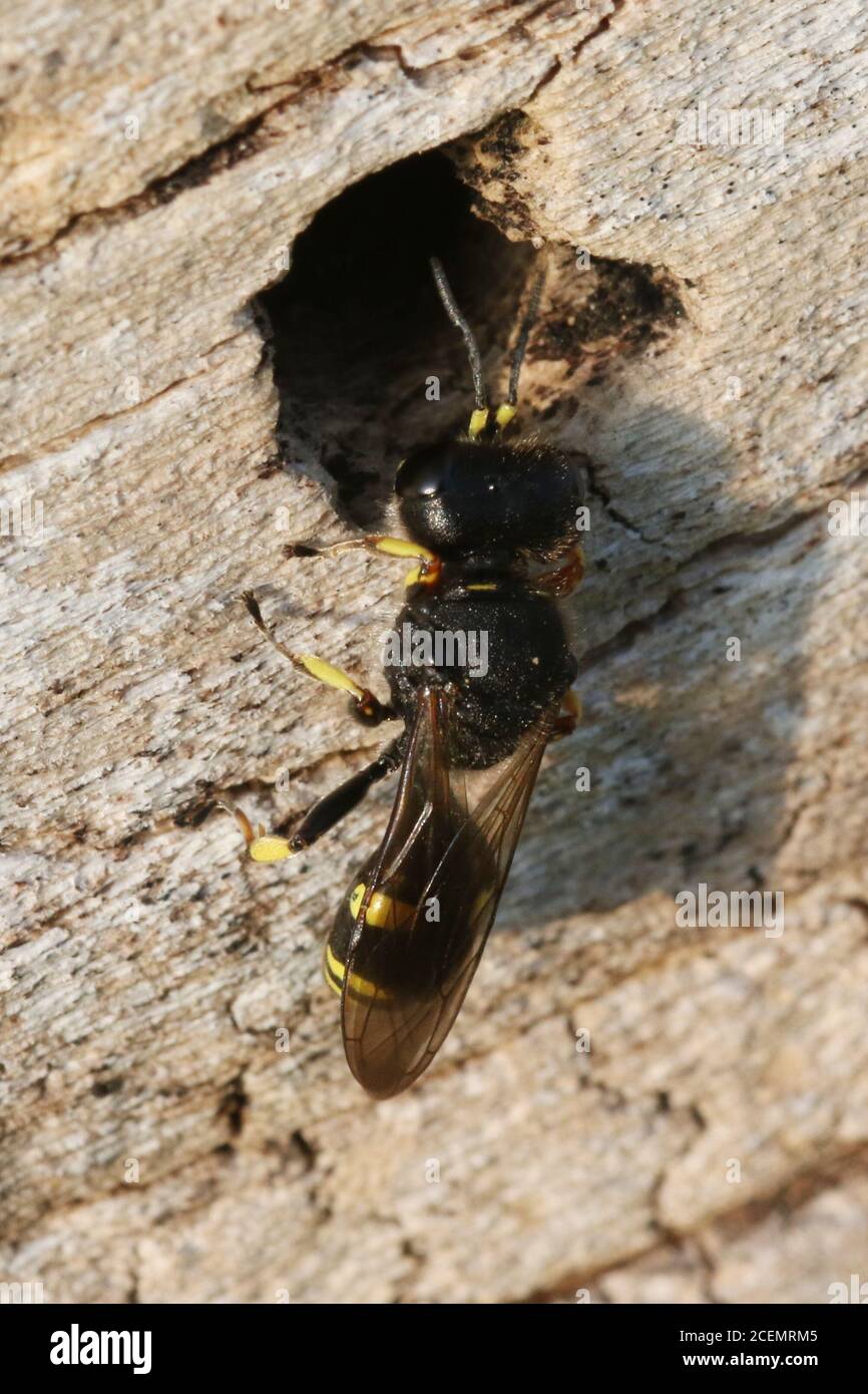 Scottish beastie hi-res stock photography and images - Alamy