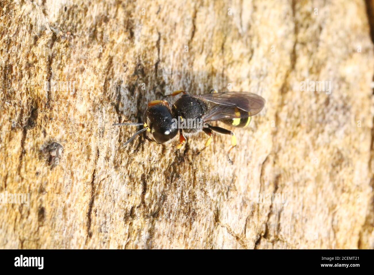 Scottish beastie hi-res stock photography and images - Alamy