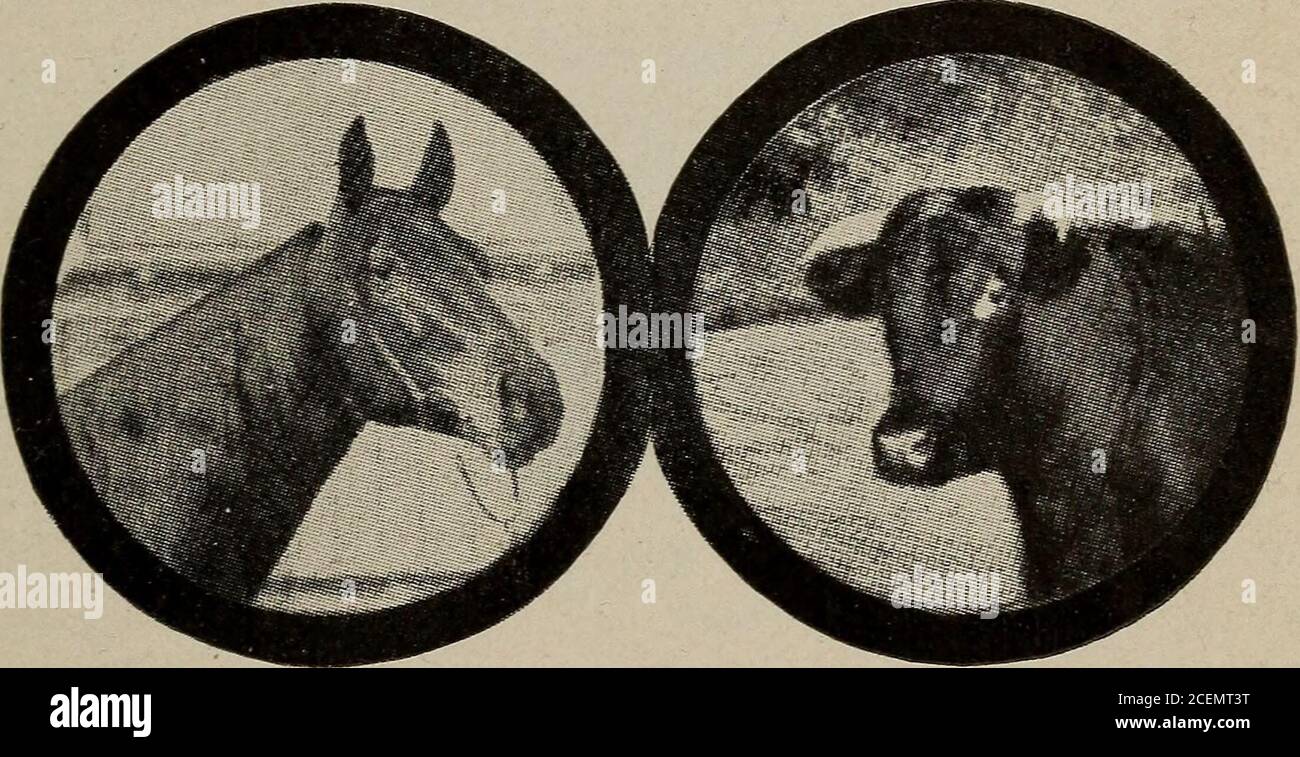 . Successful breeding, the breeder and his horse, the horse as a ...