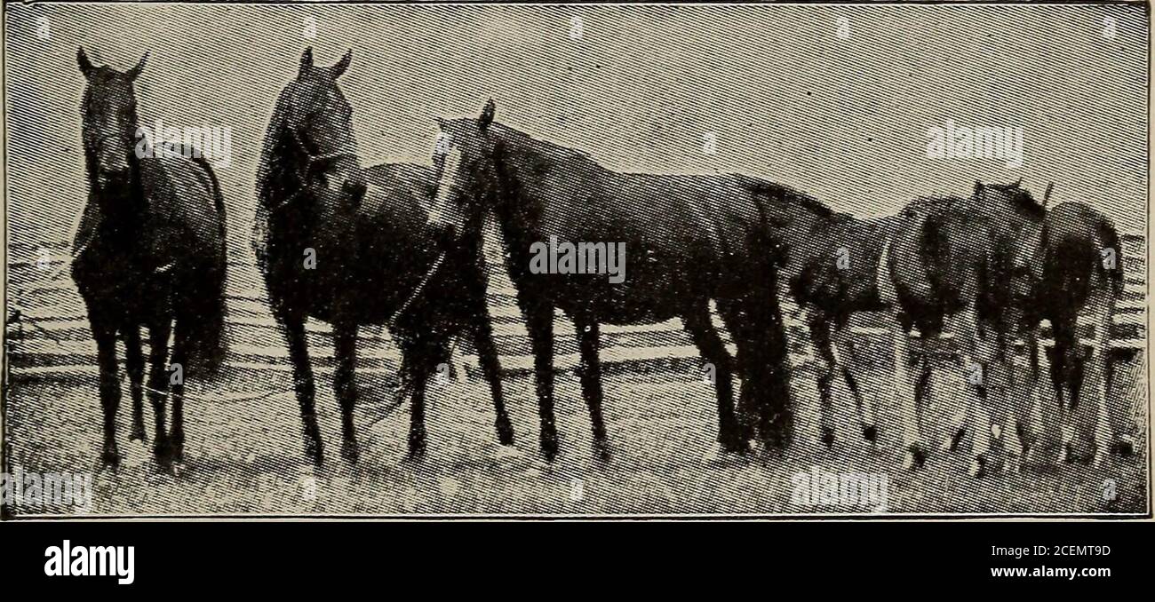 . Successful breeding, the breeder and his horse, the horse as a ...