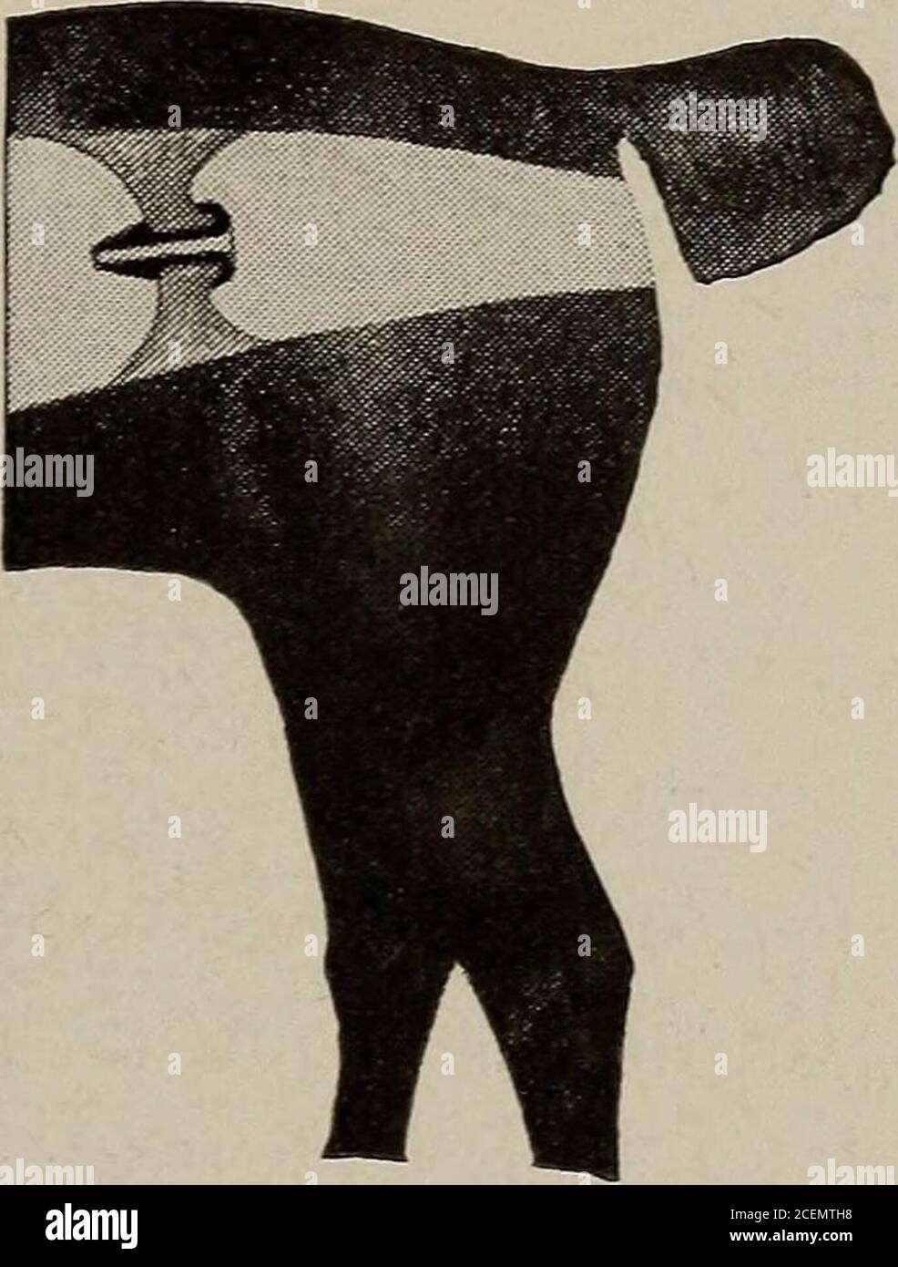 . Successful breeding, the breeder and his horse, the horse as a ...