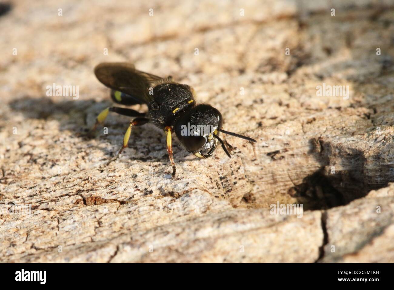 An Ectemnius wasp species, possibly E. continuus, on the trunk of a ...