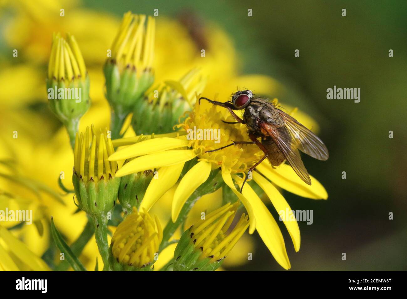 Phaonia angelicae, a species of house fly (Muscidae) on Ragwort Stock ...