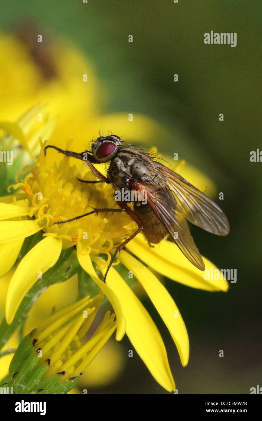 Phaonia basalis hi-res stock photography and images - Alamy