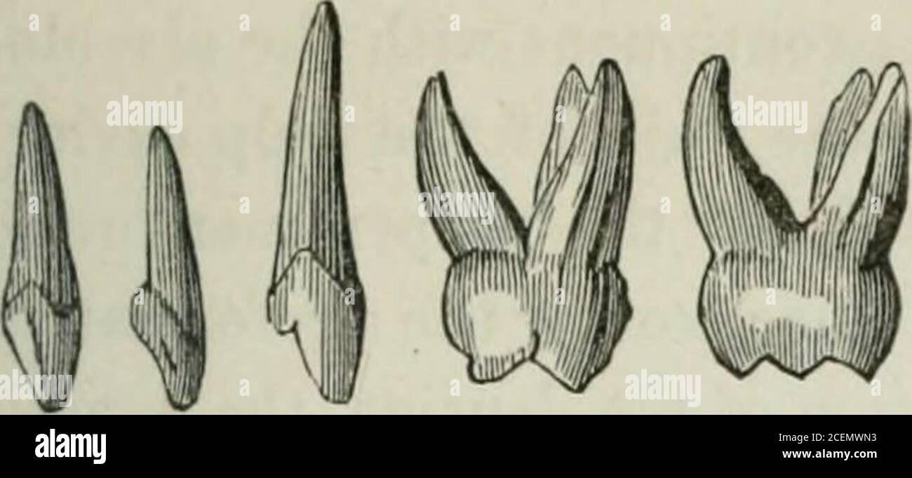 . The principles and practice of dental surgery. Flo. 10. Front or ...