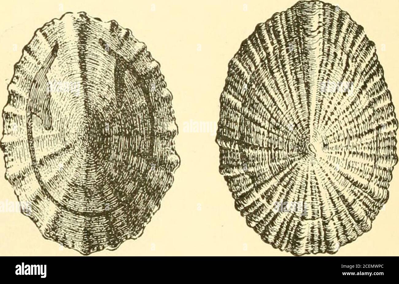 . West American shells; a description in familiar terms of the ...