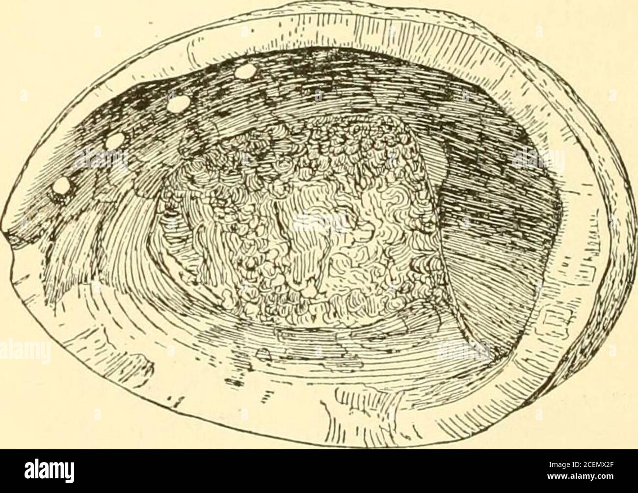 Abaloneshells hi-res stock photography and images - Alamy