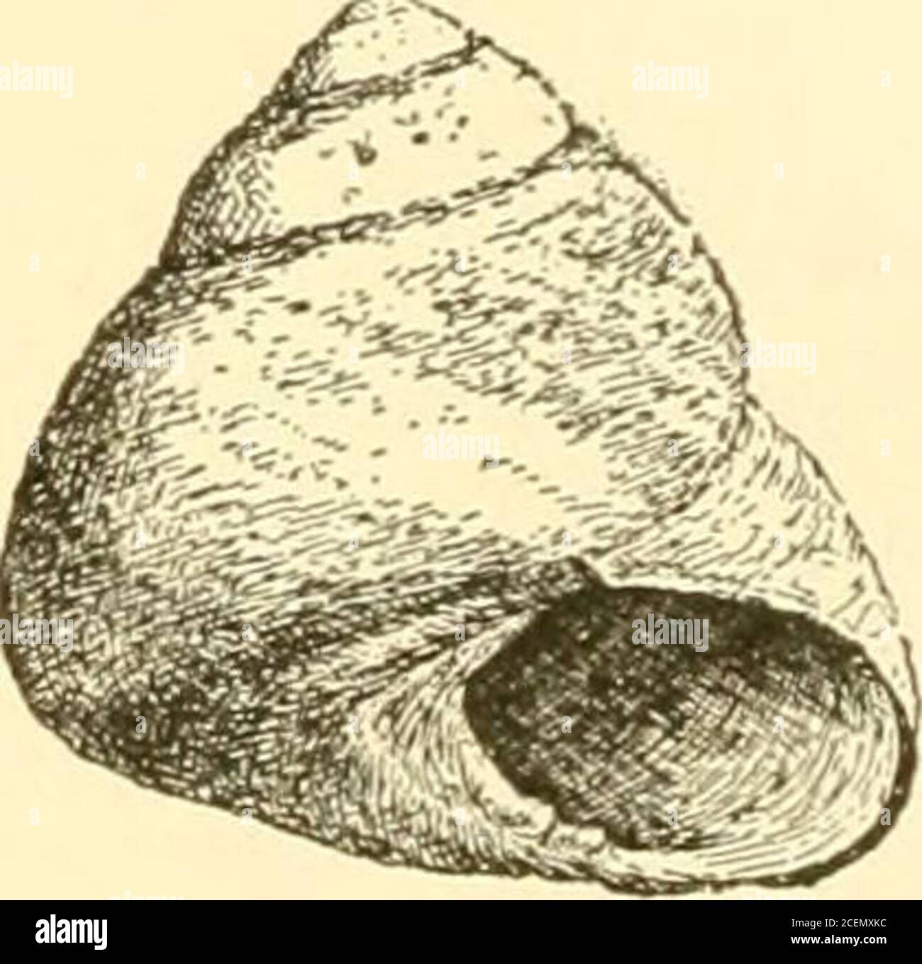 . West American shells; a description in familiar terms of the ...