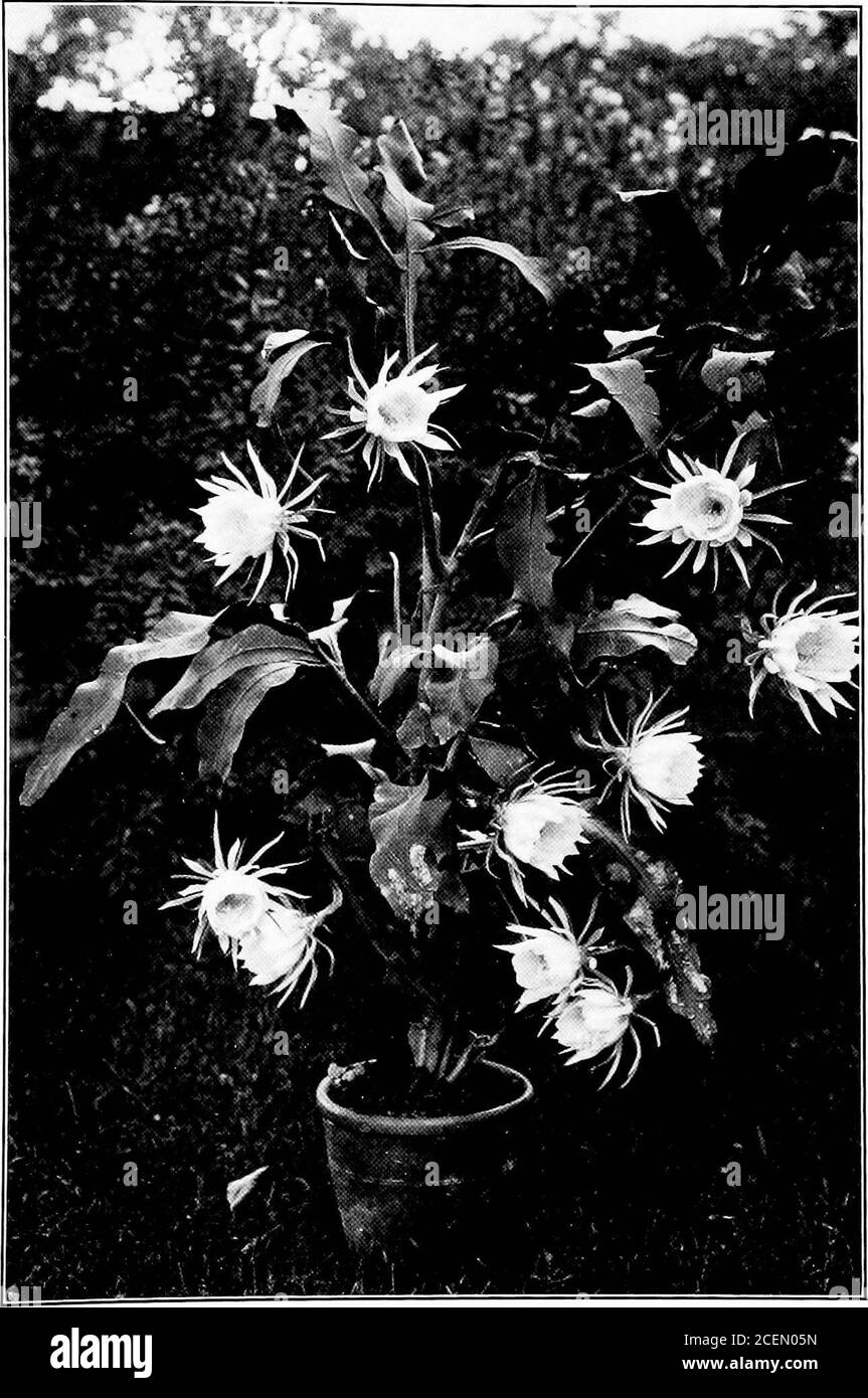 Drooping flowers in garden Black and White Stock Photos & Images - Alamy
