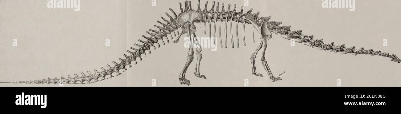 . Osteology of Haplocanthosaurus : with description of a new species ...